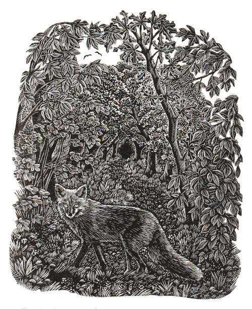 The Fox In The Woods – Andy English